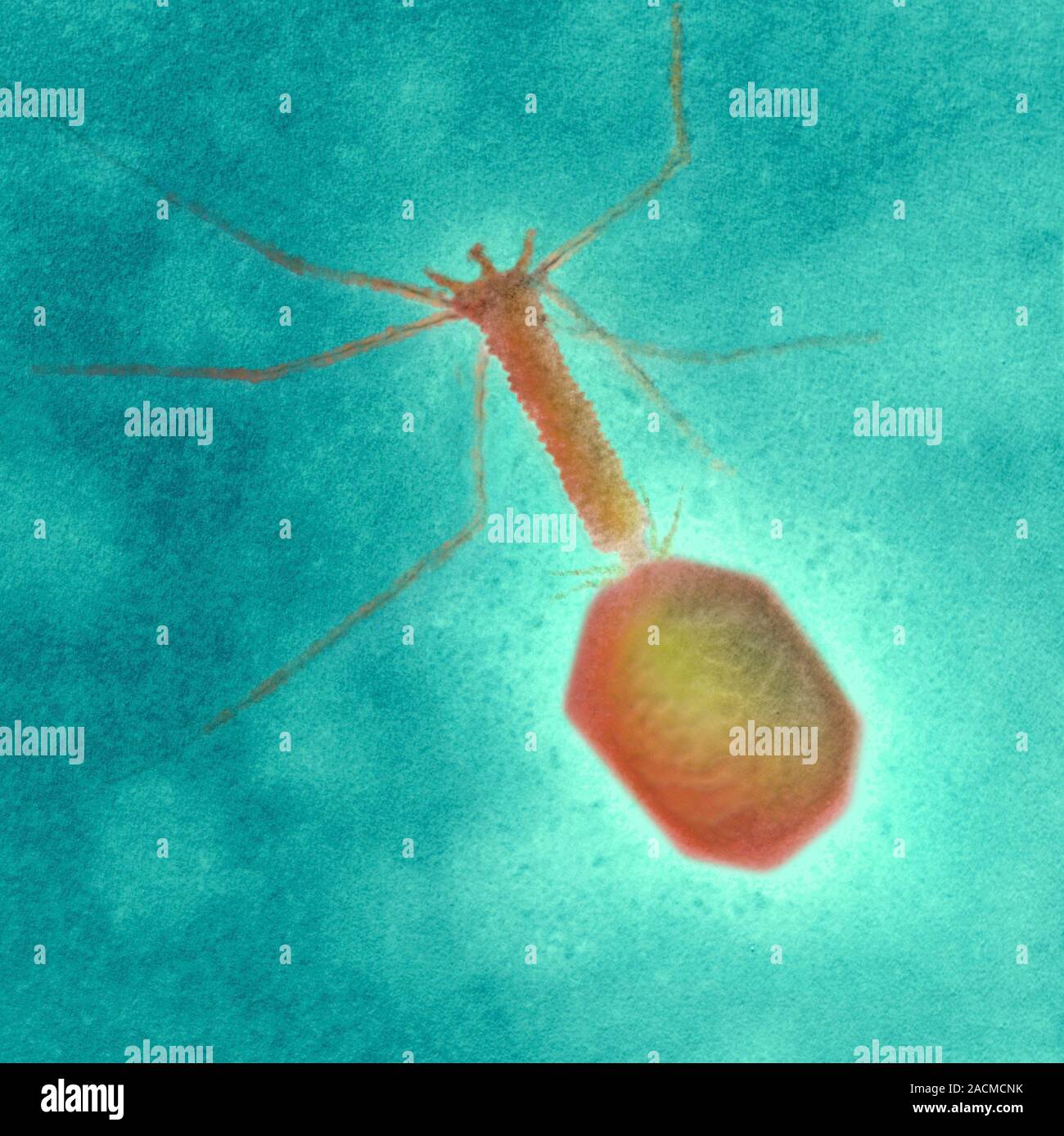 T4 bacteriophage. Negatively stained transmission electron micrograph (TEM) of a T4 ...