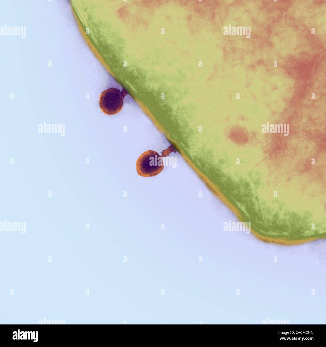 T4 bacteriophages on E. coli. Transmission electron micrograph of two T4 bacteriophage virus ...