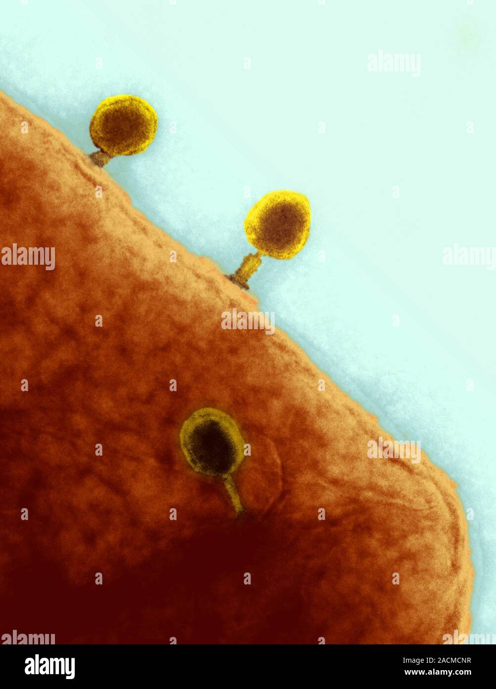 T4 bacteriophages on E. coli. Transmission electron micrograph of two ...