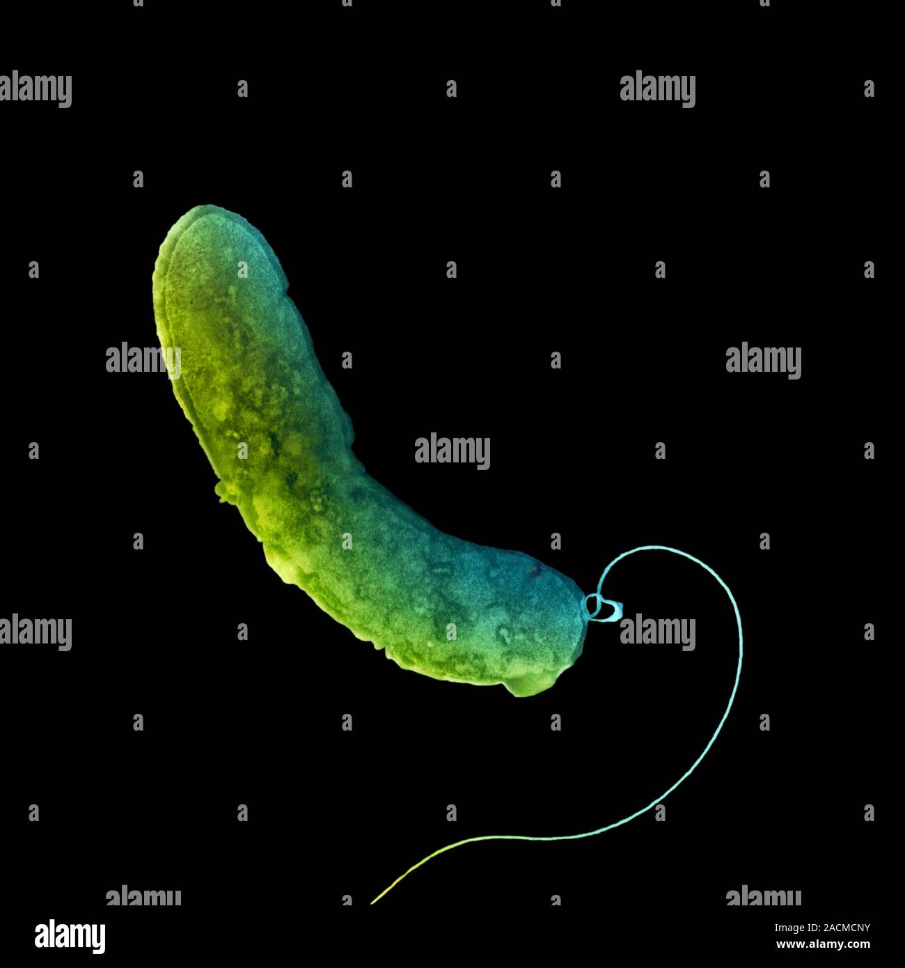 Cholera bacterium. Transmission electron micrograph (SEM) of a Vibrio ...