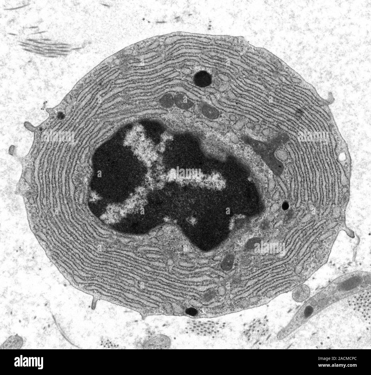 Plasma cell, transmission electron micrograph (TEM). This section has revealed the cell's large ...
