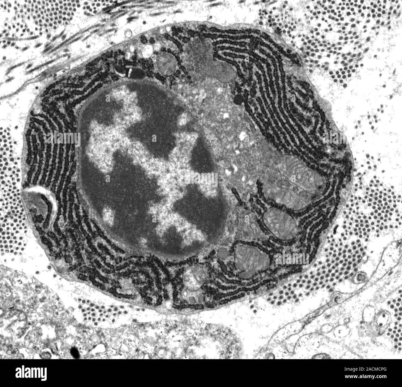 Plasma cell. Transmission electron micrograph (TEM) of a plasma cell in ...