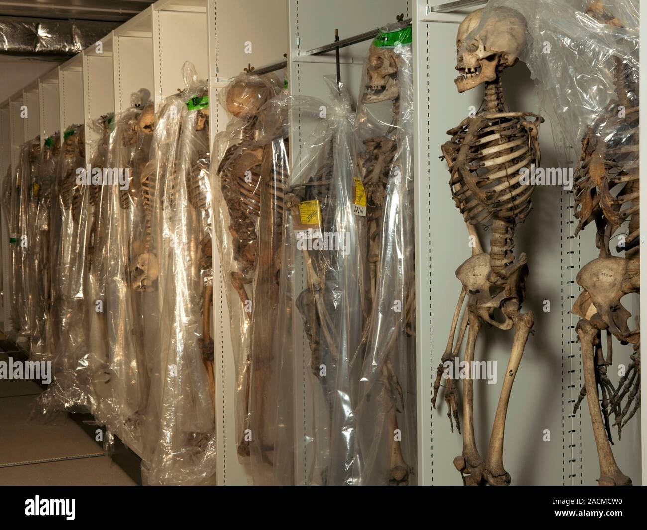 Museum collection of human skeletons. These skeletons are part of the ...