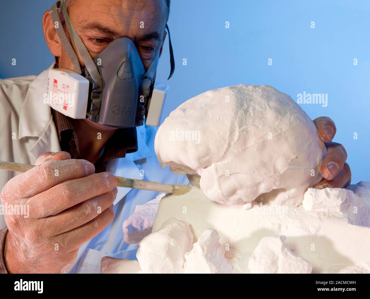 Cro-Magnon fossil skull endocast, being prepared by a researcher. This ...