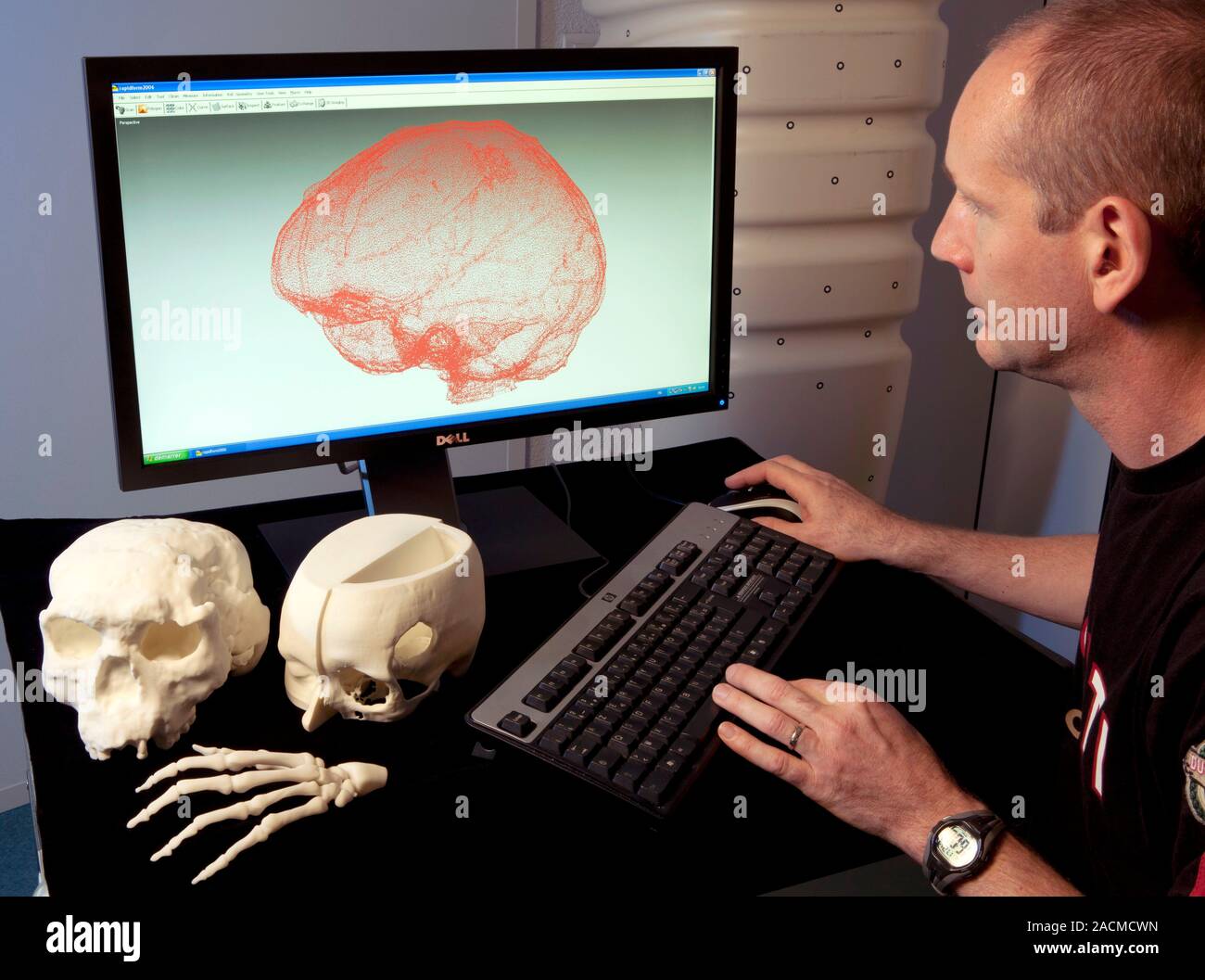 Cro-Magnon fossil skull, endocast model. Researcher working with a 3D ...