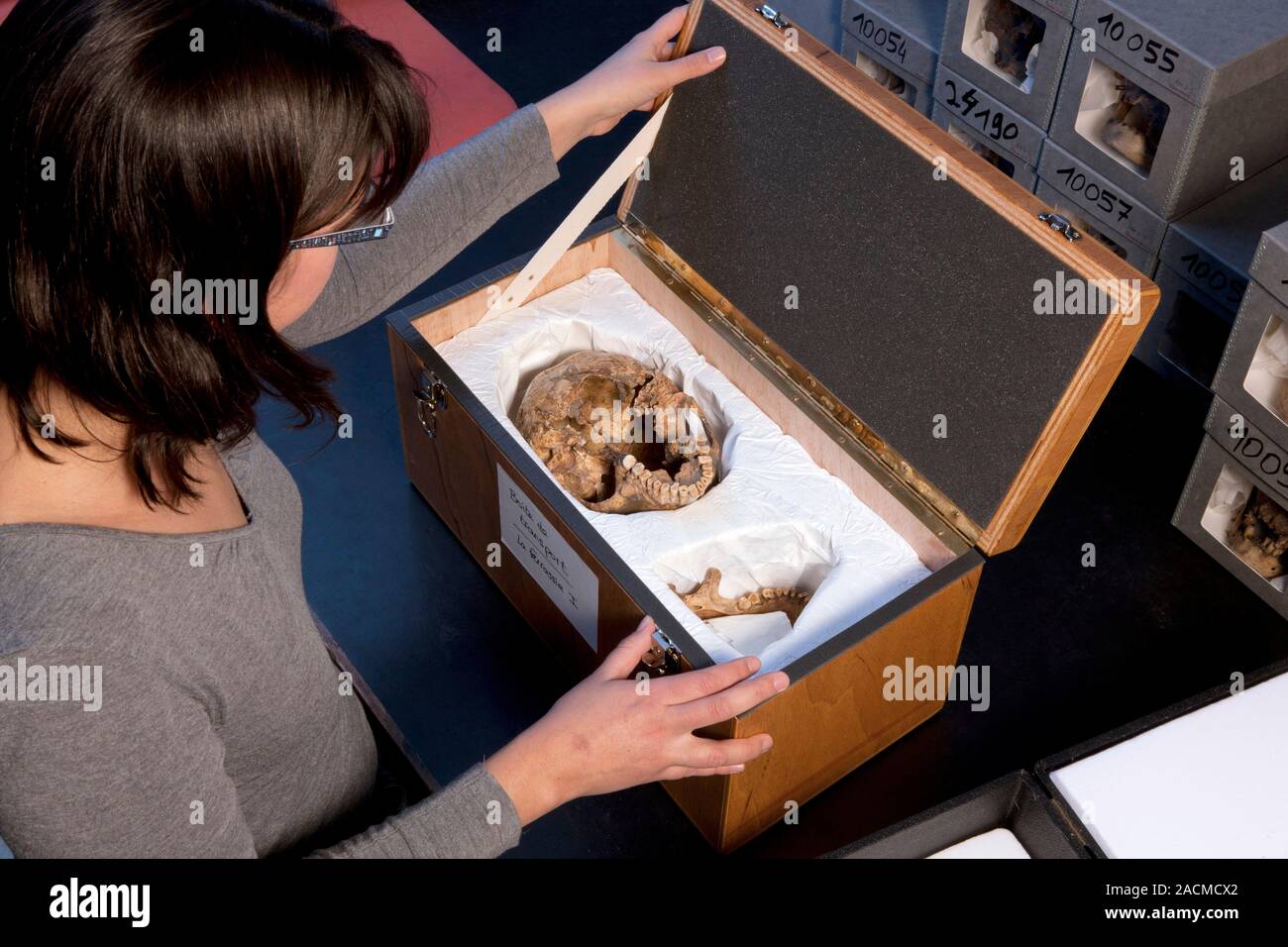 Neanderthal research. Researcher with a travelling box containing the ...