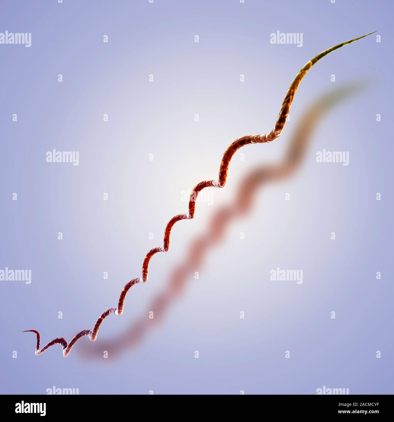 Computer artwork of the Lyme disease bacterium (Borrelia burgdorferi ...