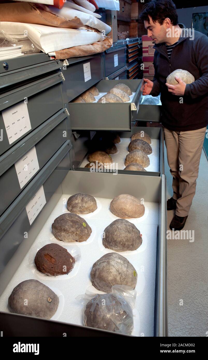 Fossil skull endocast collection. Endocasts are internal casts, here of ...
