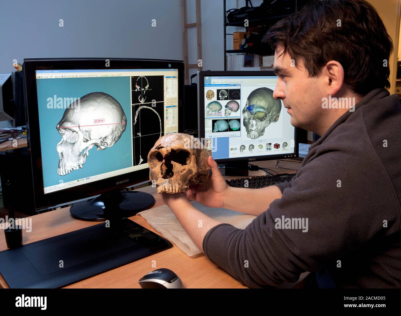 Neanderthal research. Researcher with a computer model (on screen) of ...