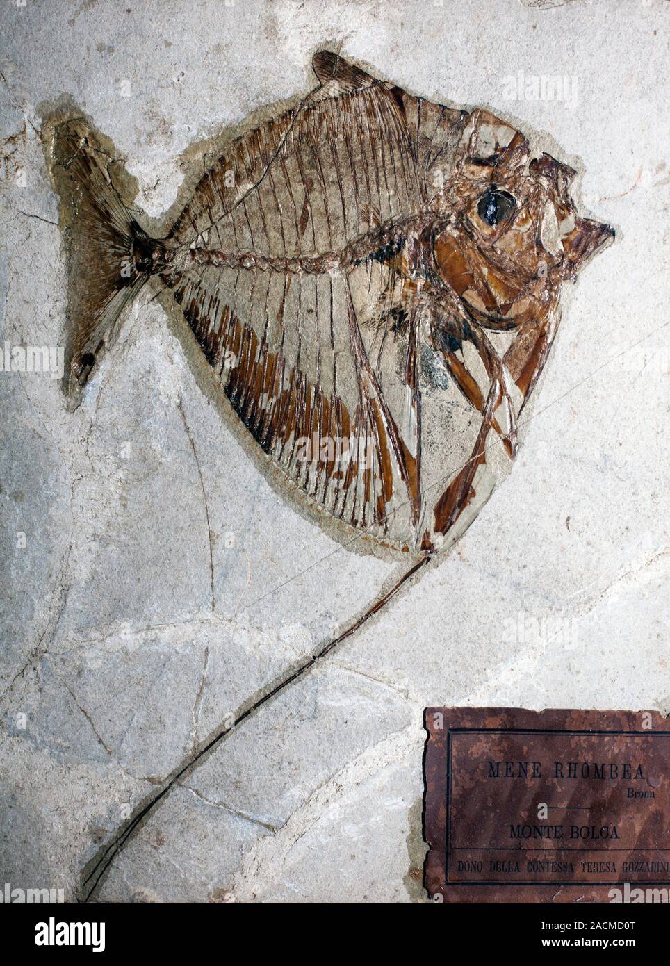 Mene rhombea fish fossil. This fish was found in what is now the ...