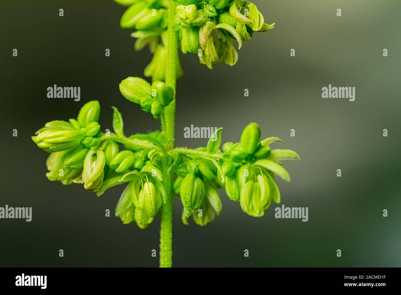 Close up blurred background Male Cannabis plant showing pollen sacks ...
