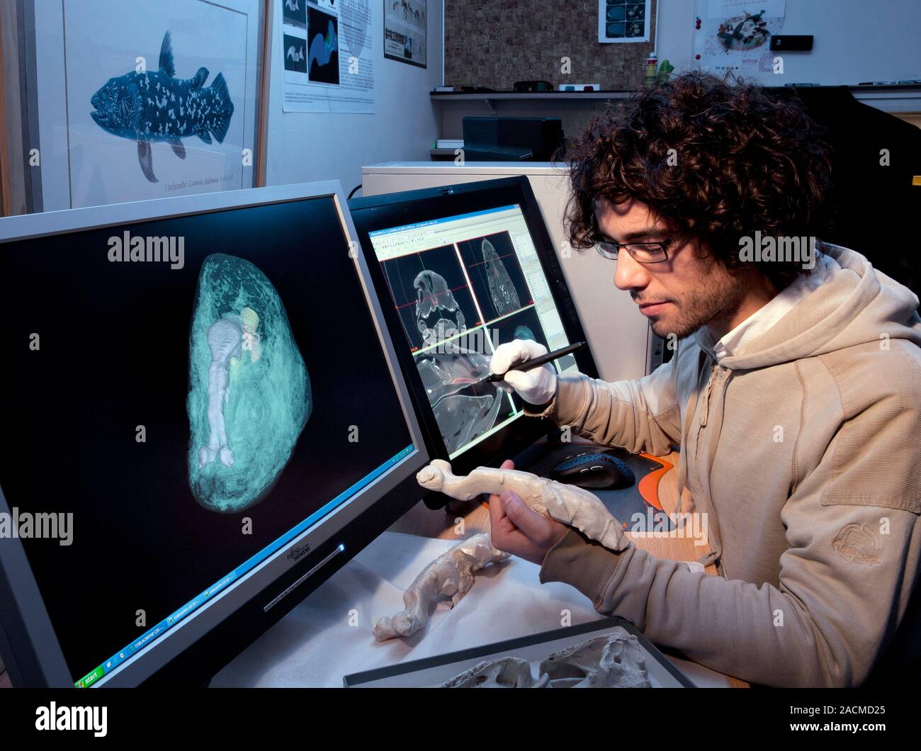 Coelacanth research. Researcher working on computed tomography (CT ...