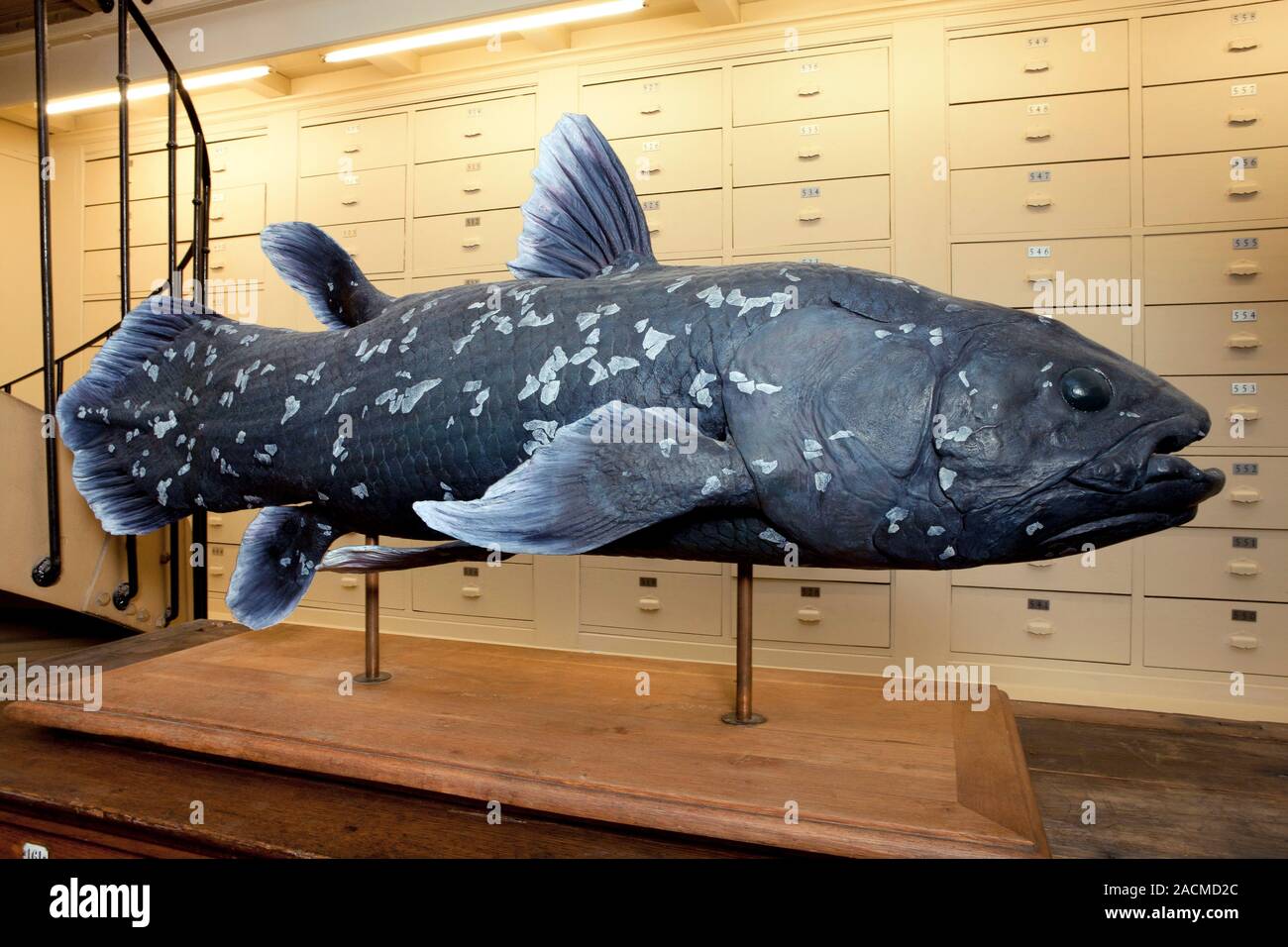 Coelacanth model. Mounted museum model of a West Indian Ocean ...