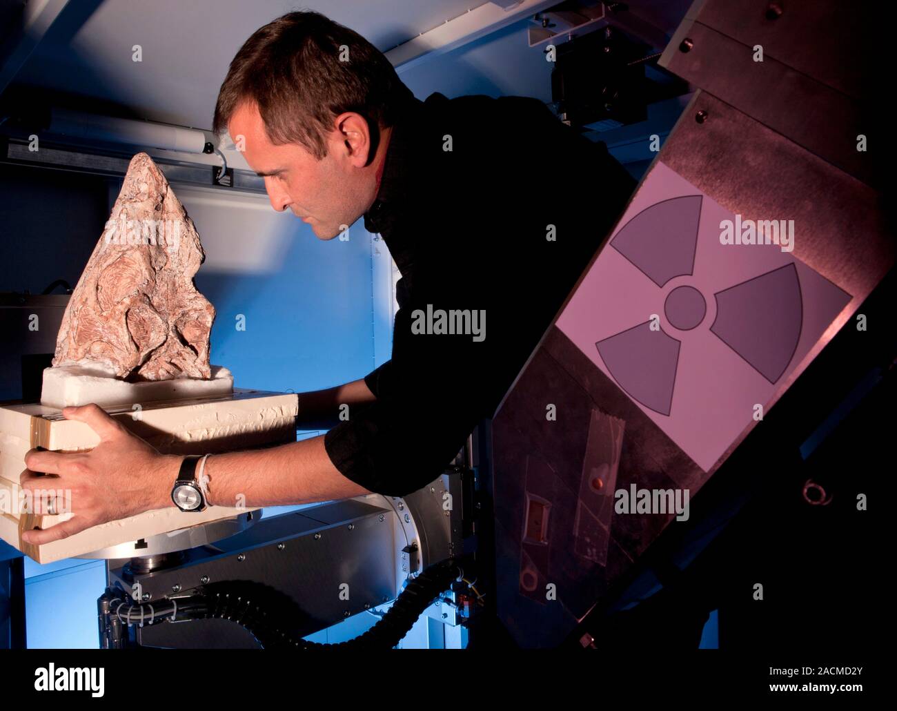 Fossil microtomography scanning. Researcher using microtomography ...