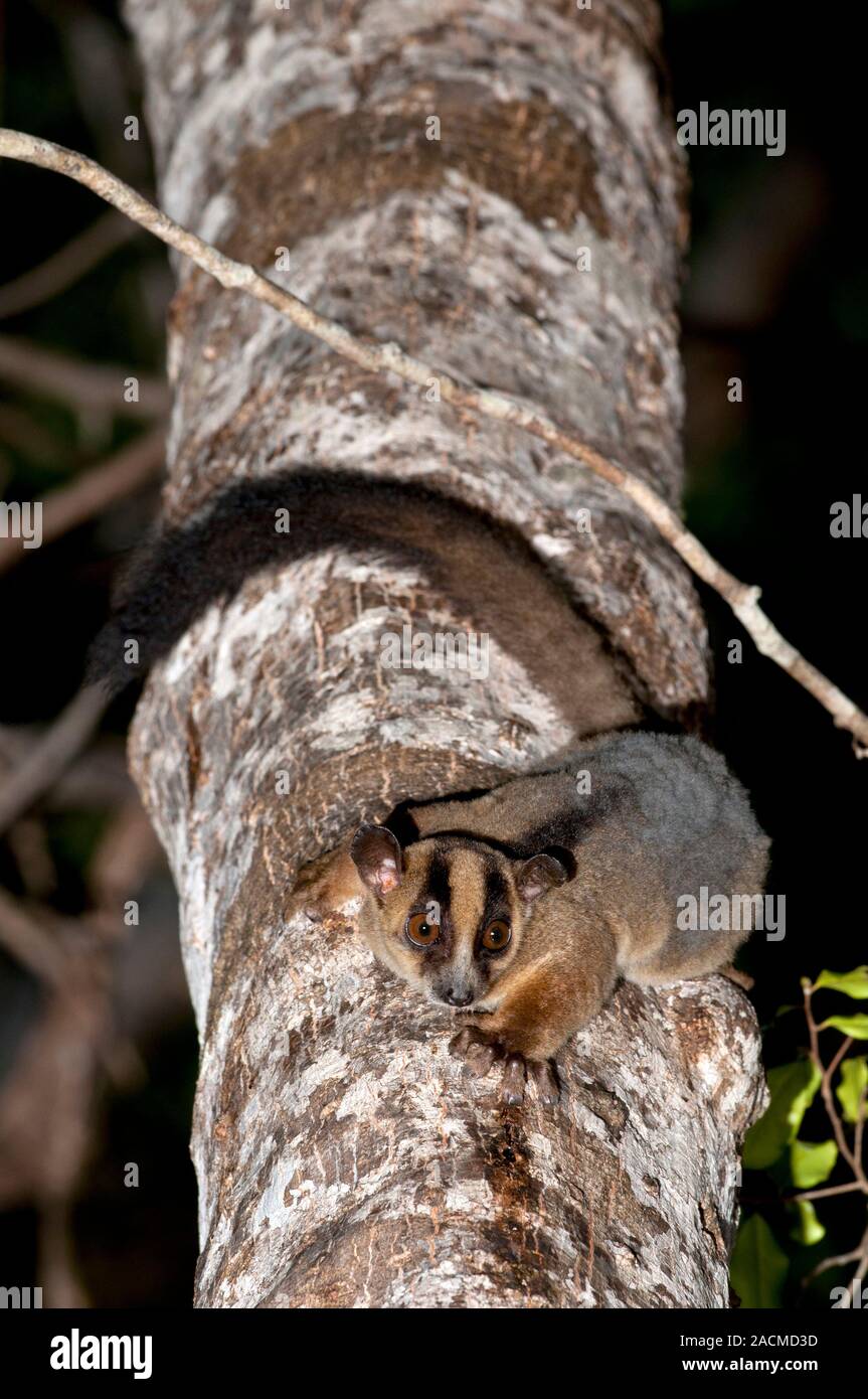 Pale fork-marked lemur (Phaner pallescens) on a tree trunk. All lemurs ...