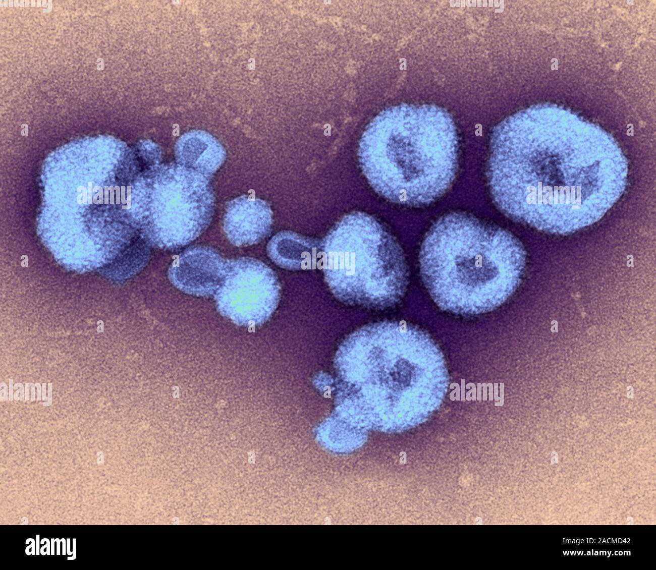 Arenavirus particles. Transmission electron micrograph (TEM) of a ...