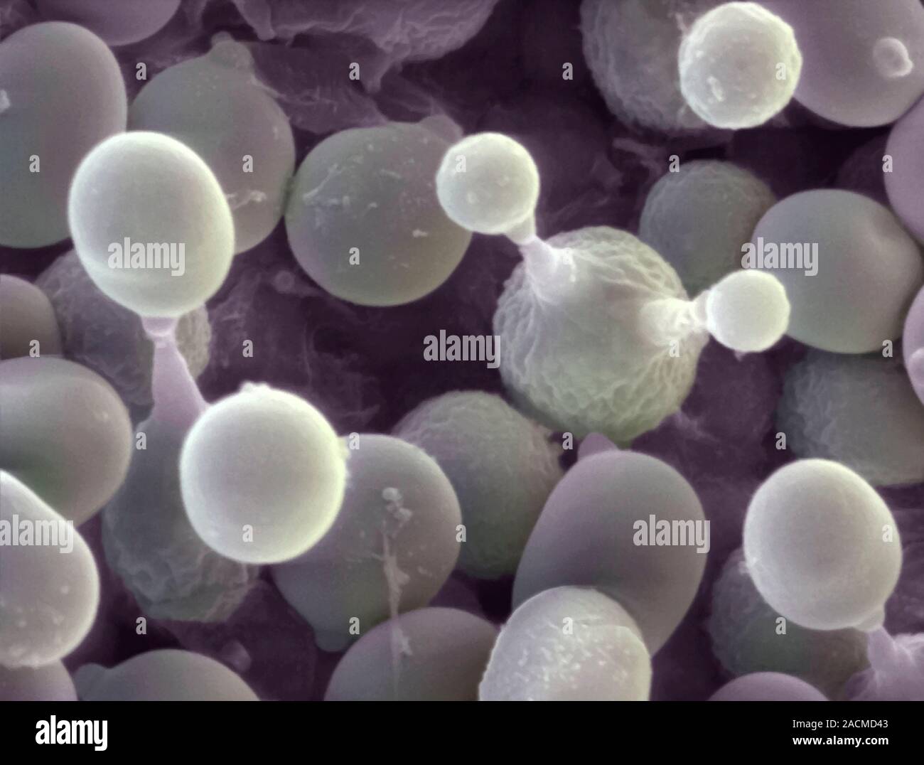 Mushrooms spores. Coloured scanning electron micrograph (SEM) of ...