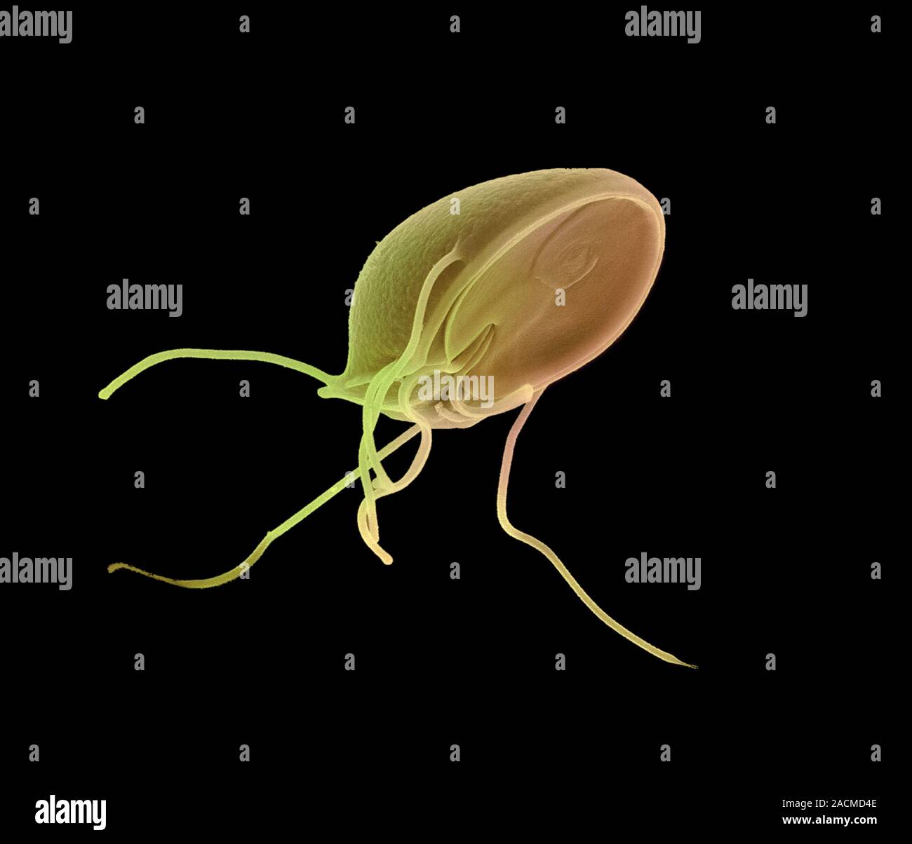 Giardia lamblia protozoan. Coloured scanning electron micrograph (SEM ...