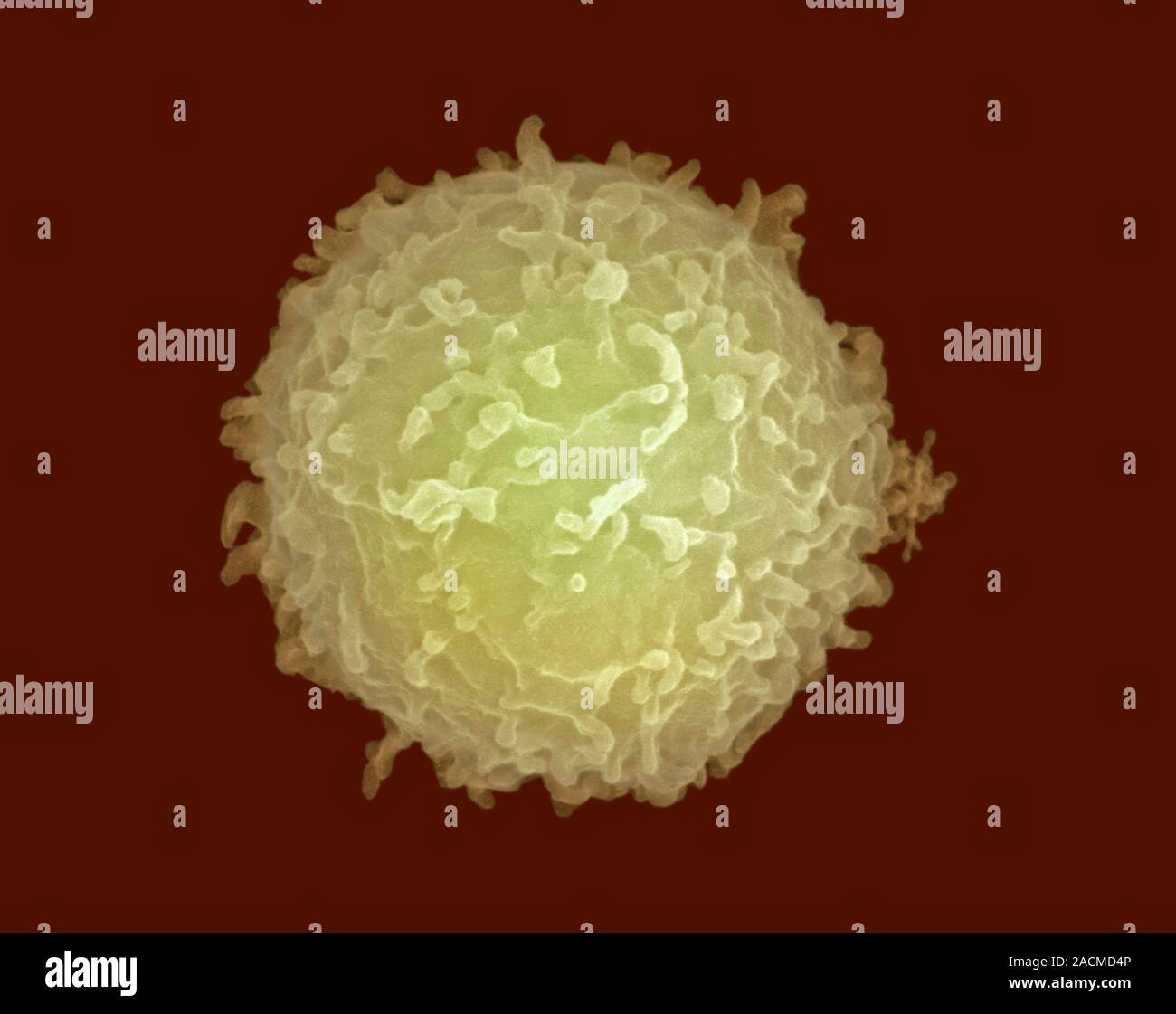Lymphocyte. Coloured scanning electron micrograph (SEM) of a lymphocyte ...