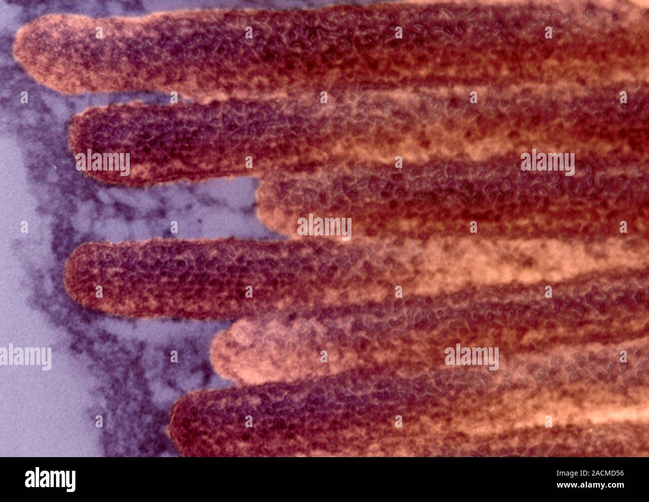 Intestinal microvilli. Transmission electron micrograph (TEM) of a ...