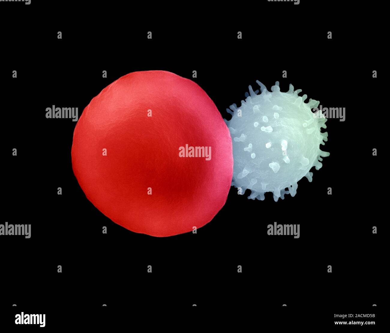 Blood cells. Coloured scanning electron micrograph (SEM) of a red blood ...