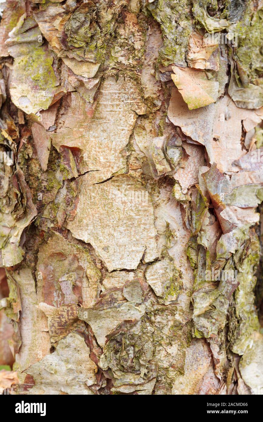 Black birch (Betula nigra). Closeup of bark Stock Photo - Alamy
