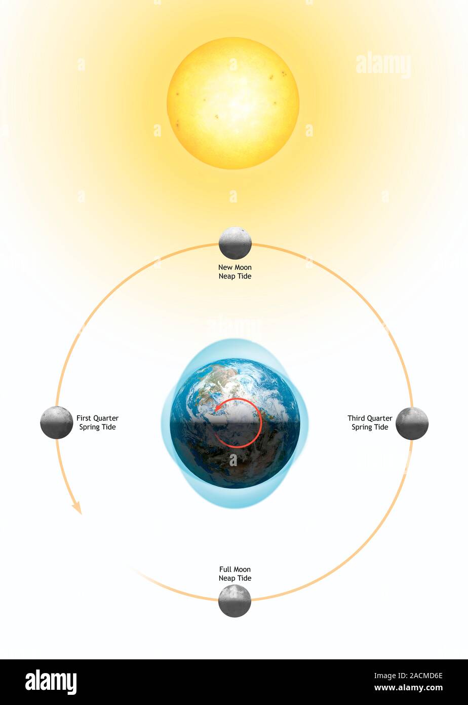 Diagram showing the Sun and Moon and their alignments to produce neap tides and spring tides on ...