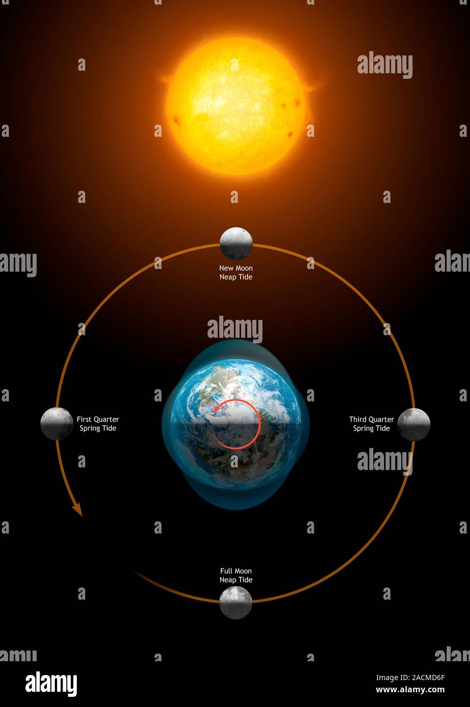Diagram showing the Sun and Moon and their alignments to produce neap tides and spring tides on ...