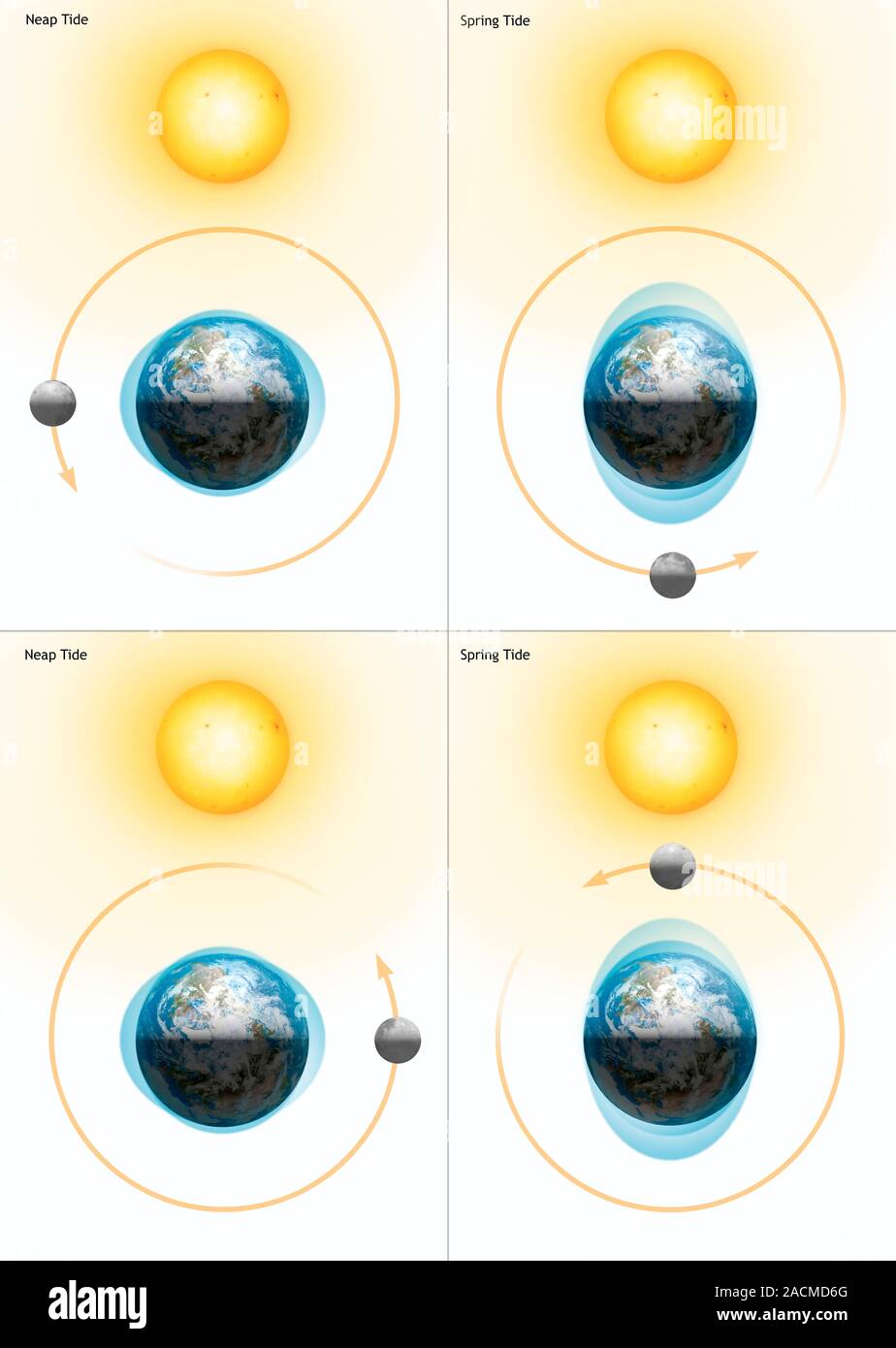 Diagram showing the Sun and Moon and their alignments to produce neap tides and spring tides on ...