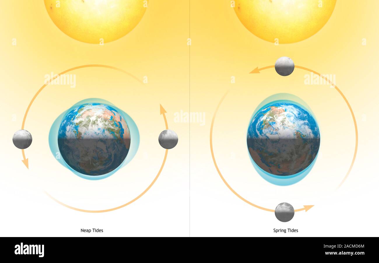 Diagram showing the Sun and Moon and their alignments to produce neap tides (left) and spring ...