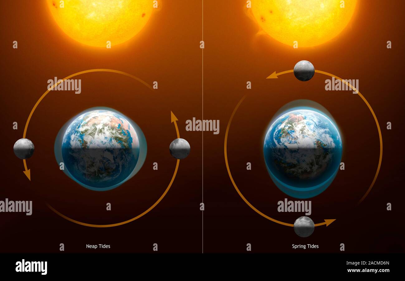 Diagram showing the Sun and Moon and their alignments to produce neap tides (left) and spring ...
