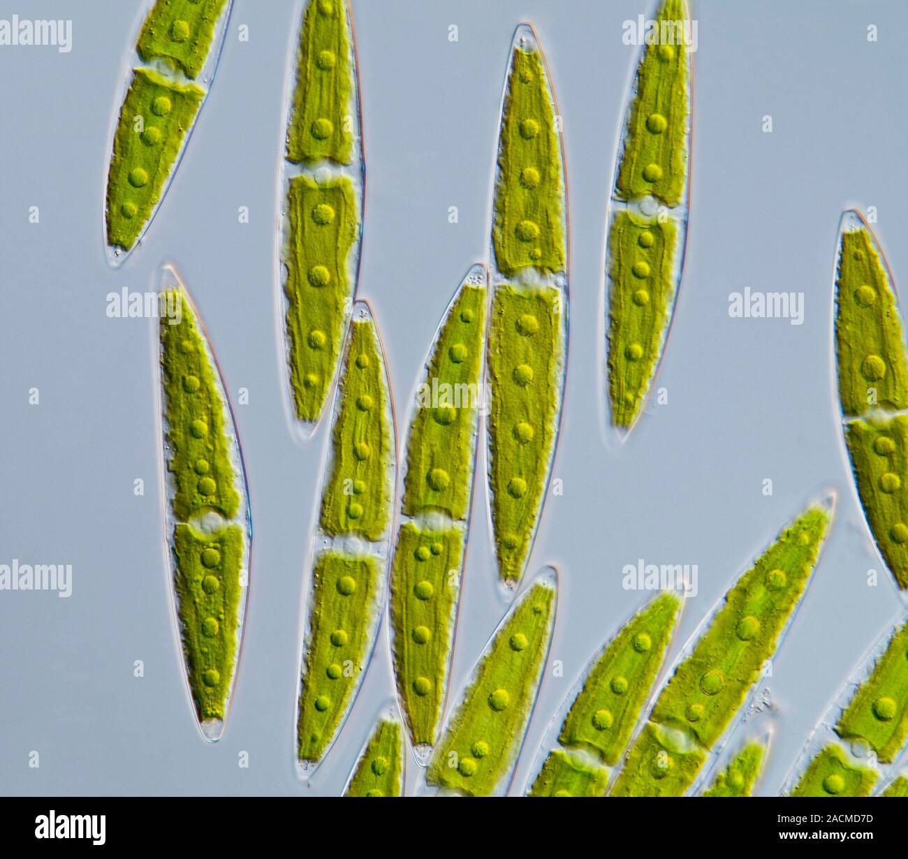 Green algae. Differential interference contrast micrograph of the ...