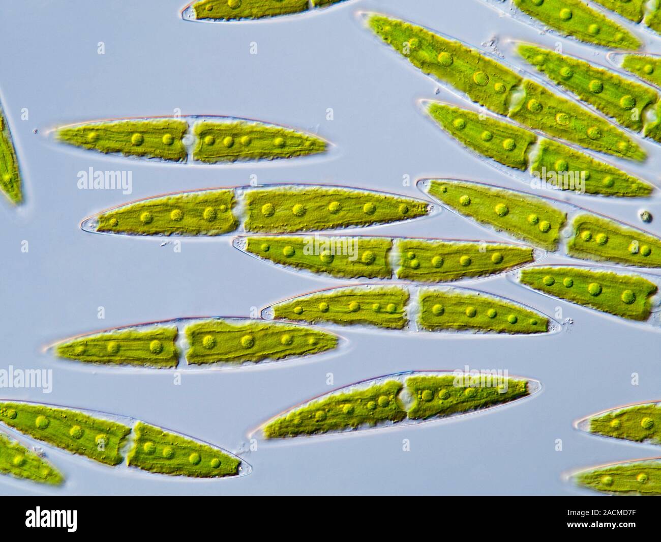 Green algae. Differential interference contrast micrograph of the ...