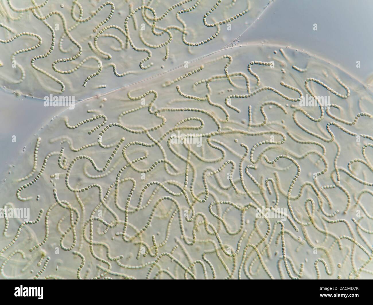 Nostoc cyanobacteria. Differential interference contrast micrograph of ...