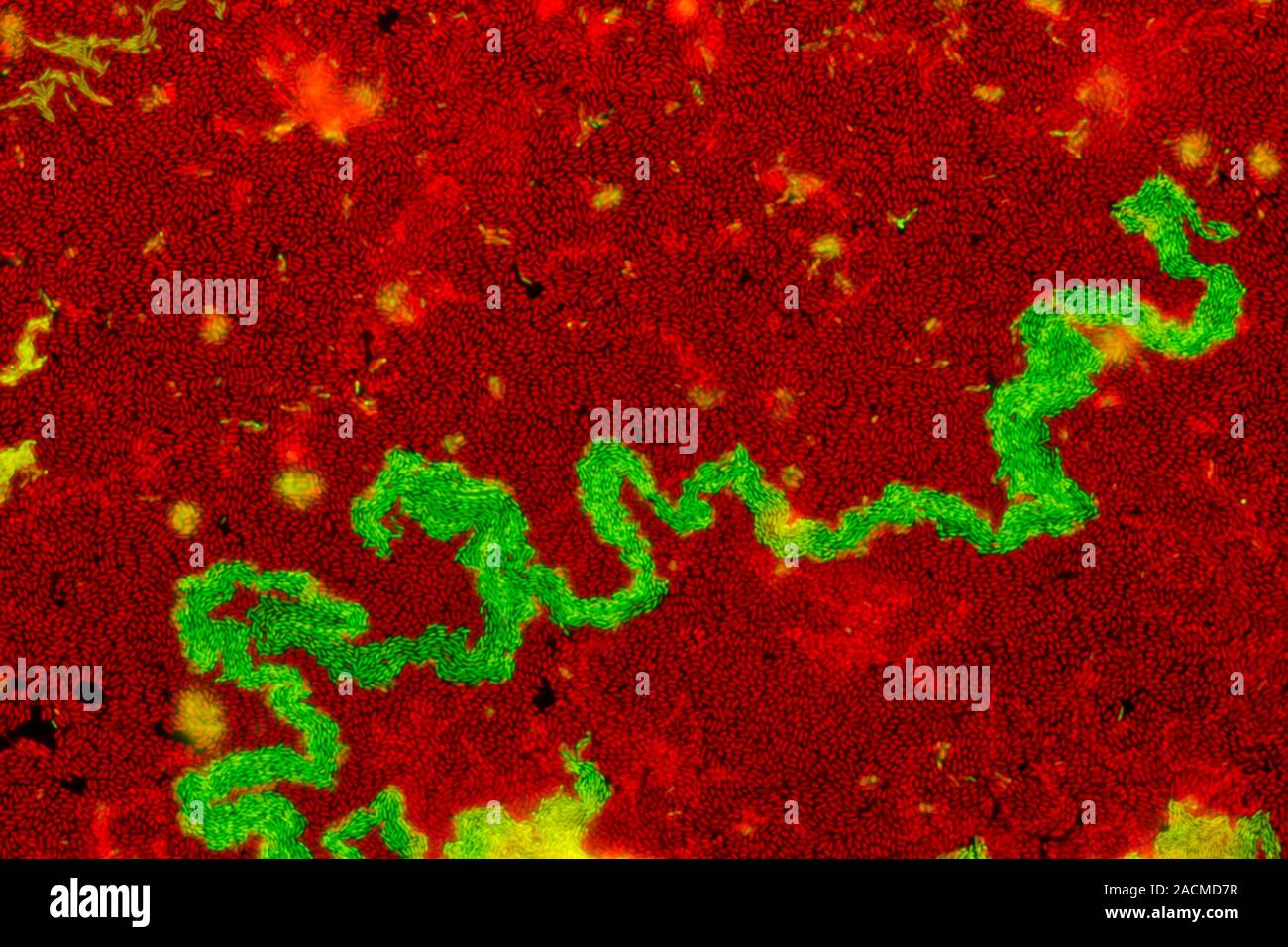Bacteria on water. Fluorescent contrast micrograph of bacteria on a ...