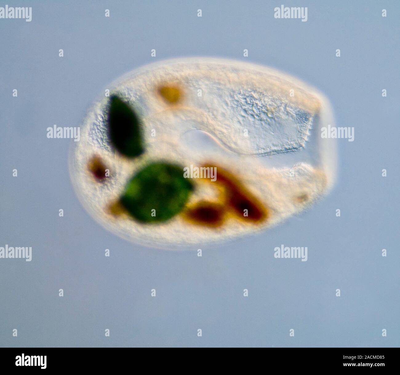 Bursaria protozoan. Differential interference contrast micrograph of ...