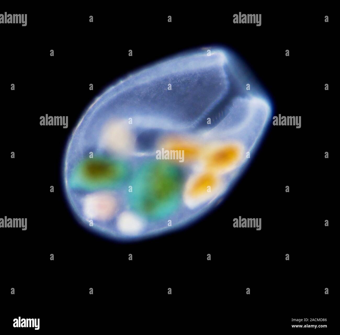 Bursaria protozoan. Darkfield contrast micrograph of the large ...