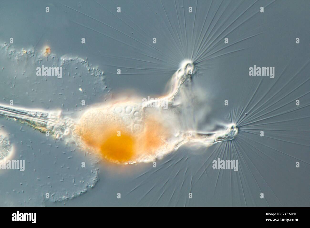 Rotifer. Differential interference contrast micrograph of a Collotheca ...