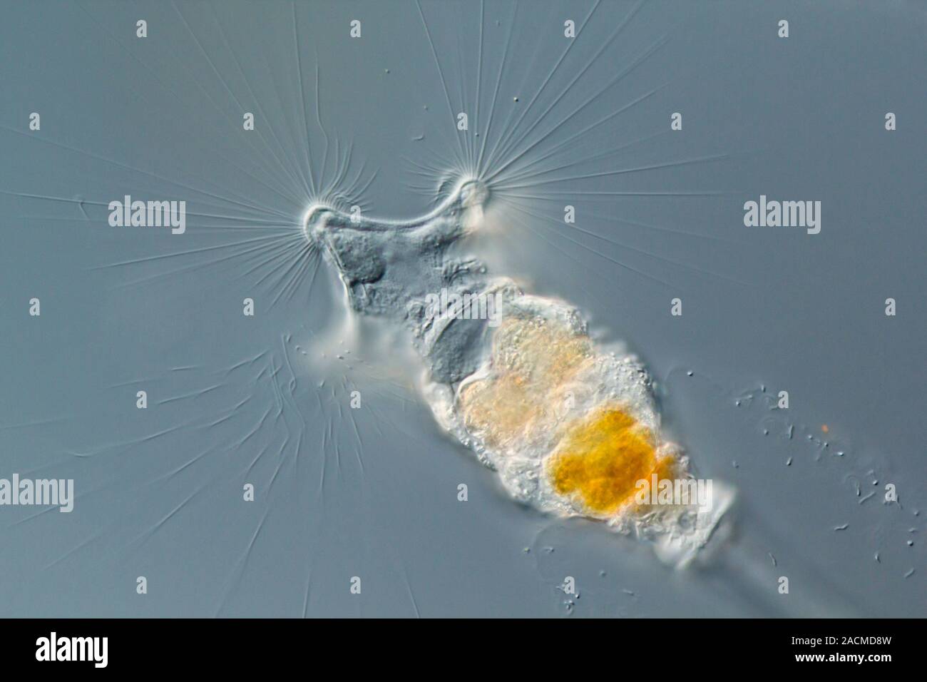 Rotifer. Differential interference contrast micrograph of a Collotheca ...