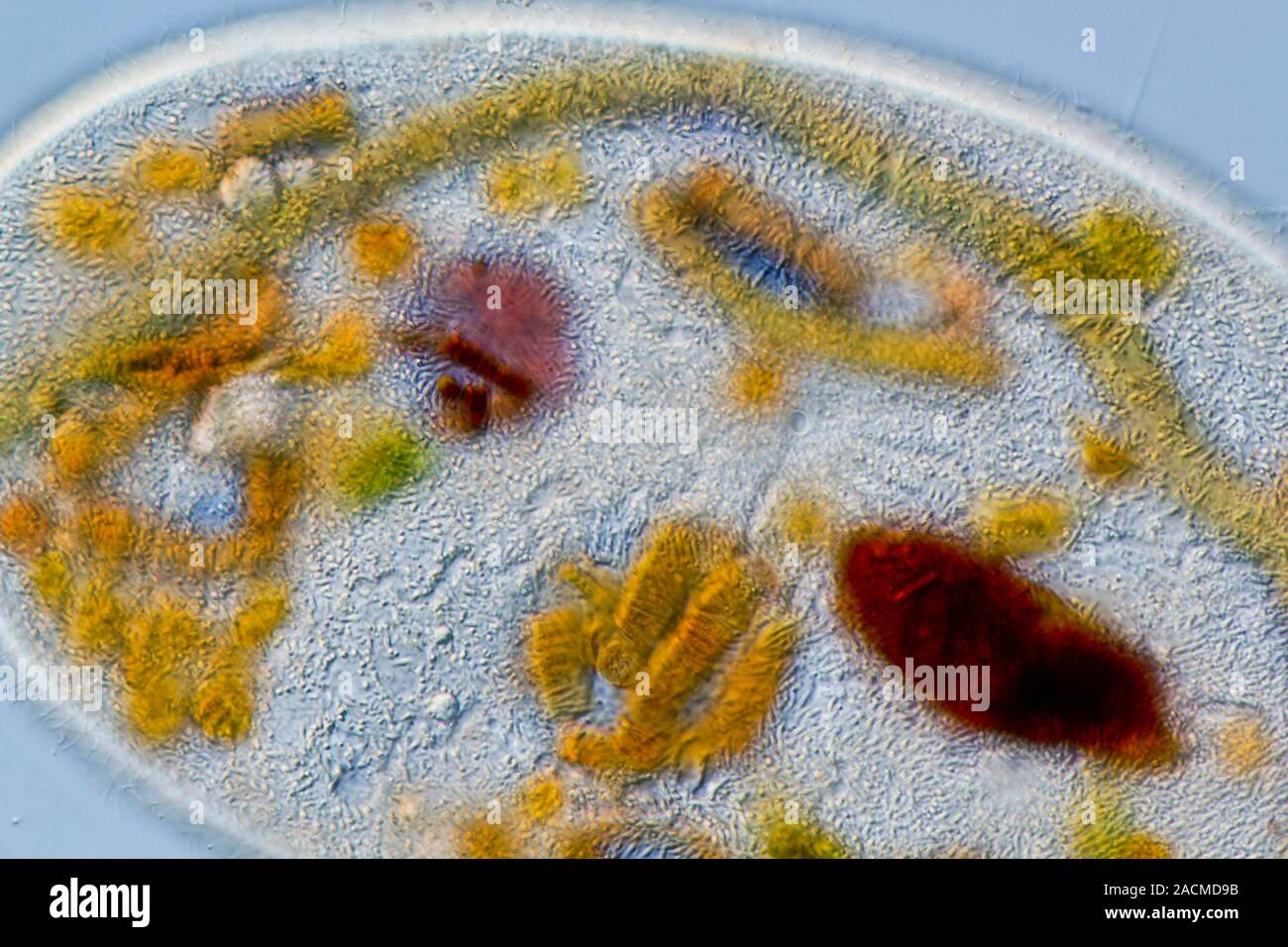 Frontonia protist. Differential interference contrast micrograph of the ...