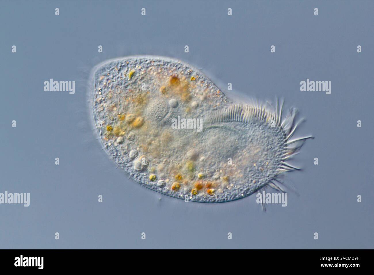 Hypotrich protozoan. Differential interference contrast micrograph of ...