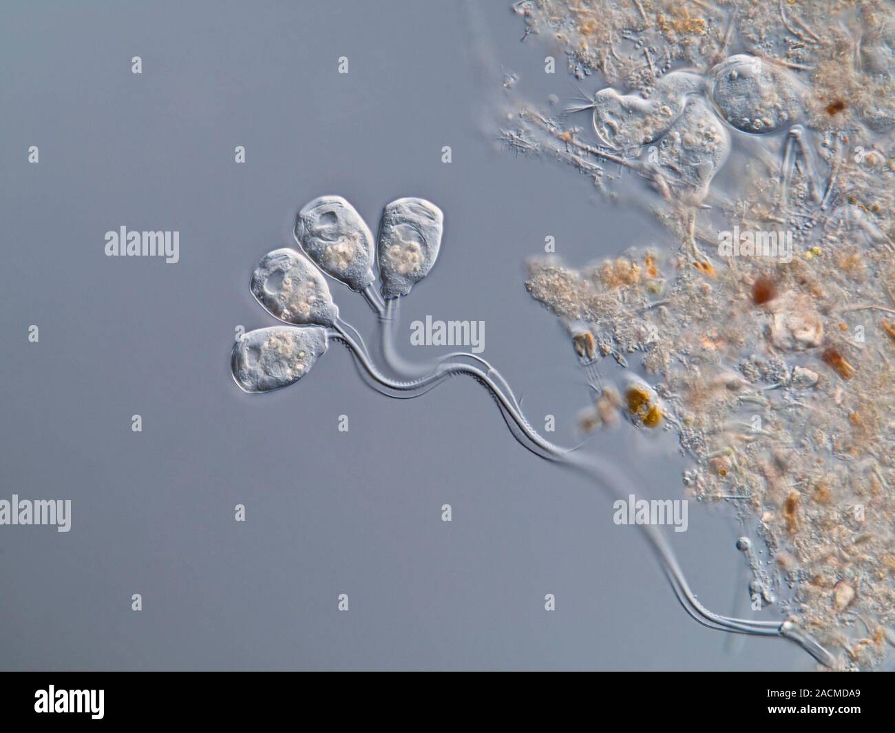 Peritrich protozoan. Differential interference contrast micrograph of a ...