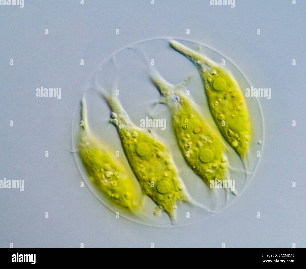 Green algae. Differential interference contrast micrograph of a ...