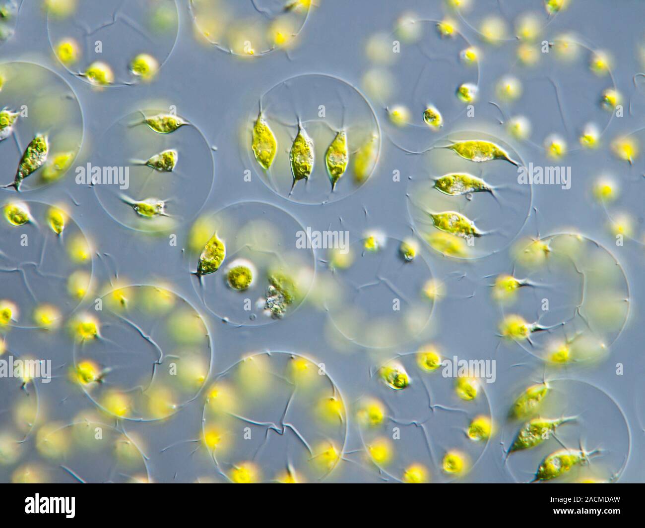 Green algae. Differential interference contrast micrograph of circular ...