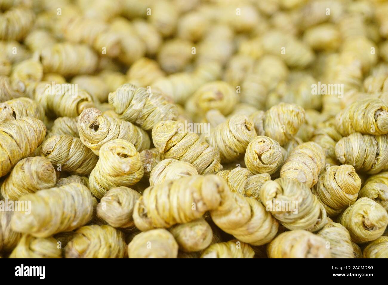 Close-up of dendrobium candidum Stock Photo - Alamy