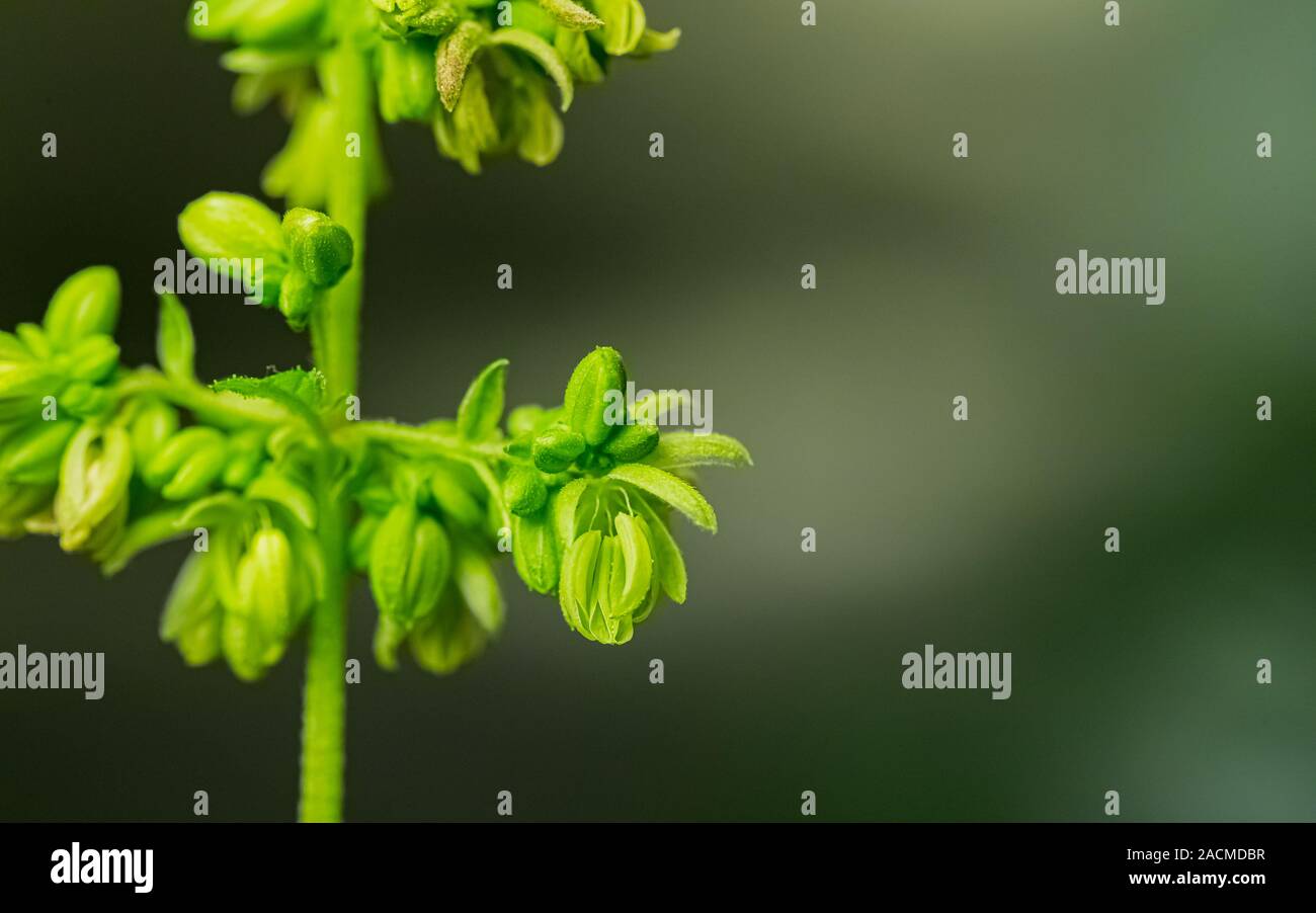 Close up blurred background Male Cannabis plant showing pollen sacks ...