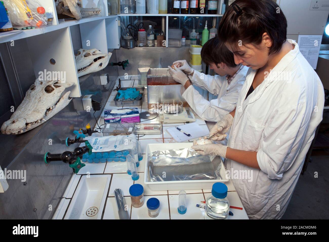 Crocodile embryo research. Researchers dissecting eggs from Nile ...
