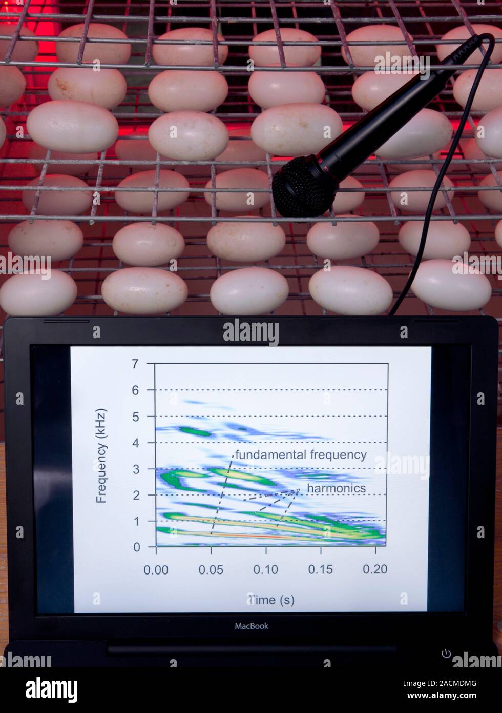 Crocodile embryo research. Microphone and computer display of a graph ...