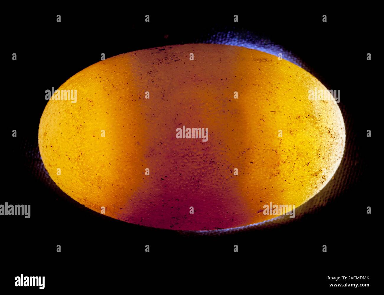 Crocodile embryo research. Egg from a Nile crocodile (Crocodylus ...