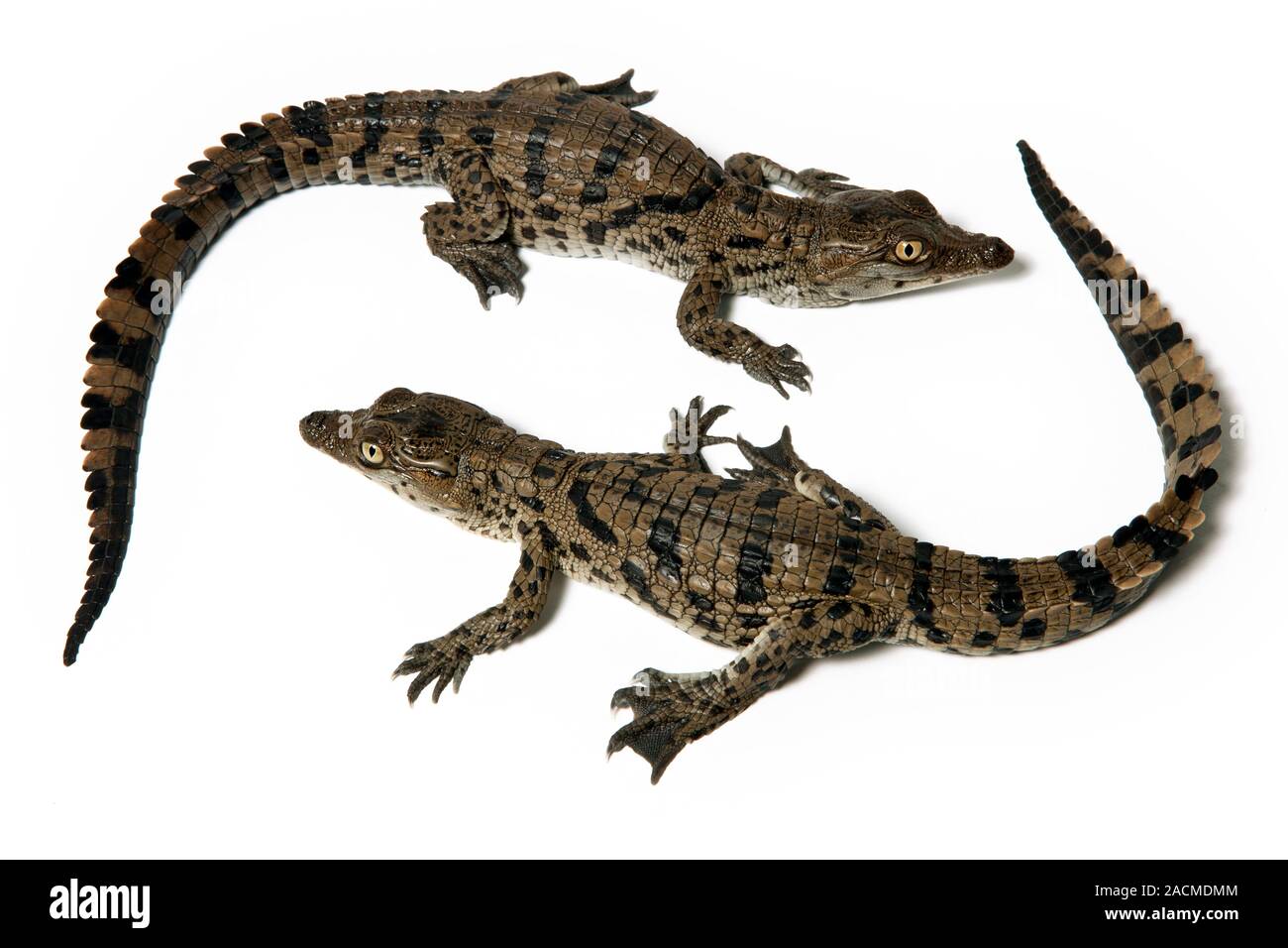 Nile crocodile (Crocodylus niloticus) hatchlings in a laboratory. This ...